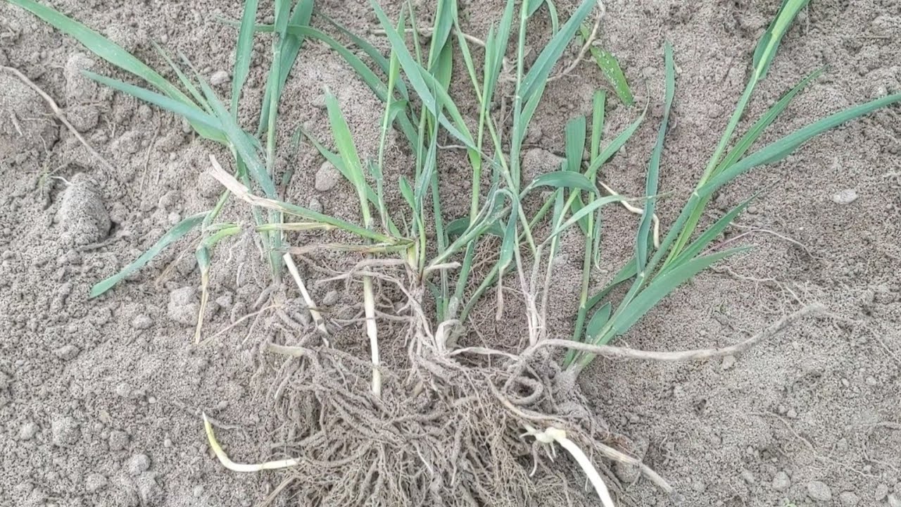 Як розмножується пирій: секрети вегетативного та насіннєвого способів ᐉ 2000 UA