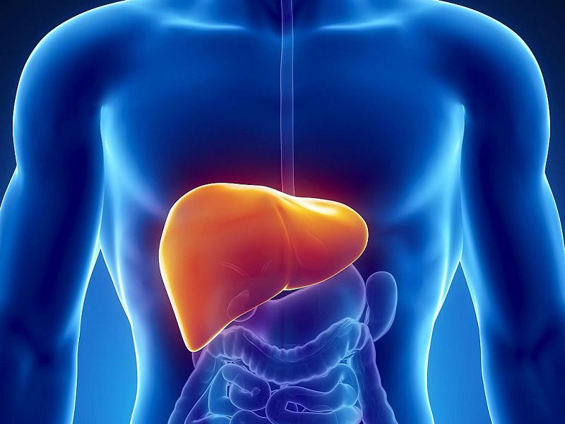 З якого боку печінка: анатомія, функції та здоров'я органу ᐉ 2000 UA
