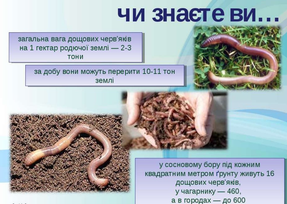 Как двигается дождевой червь: подробный взгляд на механизмы ᐉ 2000 RU